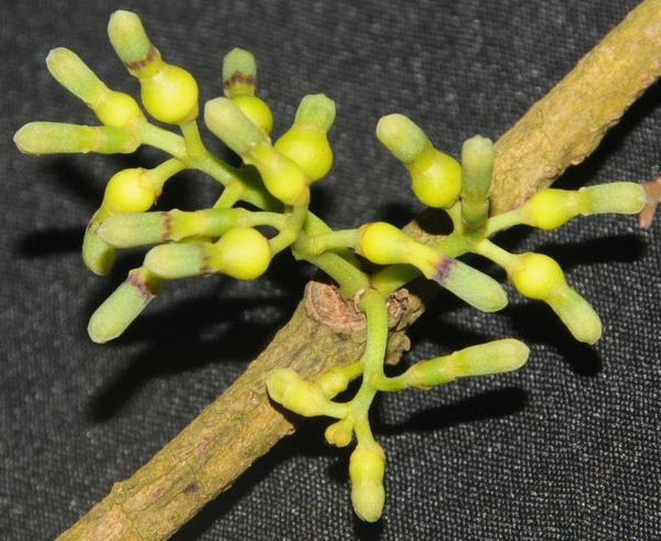 DAILY CURRENT AFFAIRS (JANUARY 30 & 31, 2022) - Lukmaan IAS Current Affairs