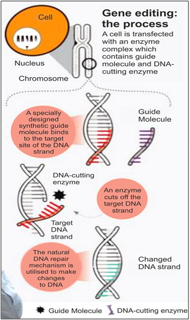 TOPIC : GENE EDITING- NEW EPOCH IN LIFE SCIENCES - Lukmaan IAS Editorials