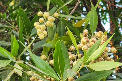 GUJARAT'S BAN ON CONOCARPUS TREES: ENVIRONMENTAL AND HEALTH DIMENSIONS ...