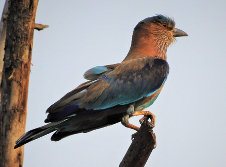 SIGNIFICANCE OF NATIONAL BIRDS DAY AND AVIAN CONSERVATION IN INDIAN ...