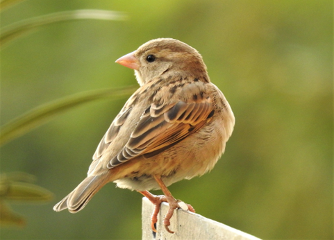 SIGNIFICANCE OF NATIONAL BIRDS DAY AND AVIAN CONSERVATION IN INDIAN ...