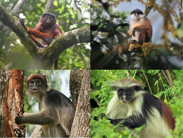 CONSERVING RED COLOBUS MONKEYS - Lukmaan IAS Current Affairs