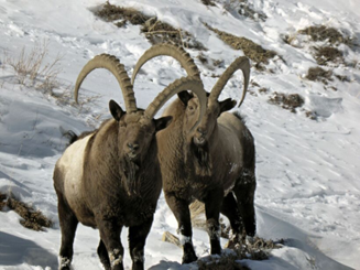 CENSUS EXERCISE TO ESTIMATE BLUE SHEEP AND HIMALAYAN IBEX - Lukmaan IAS ...
