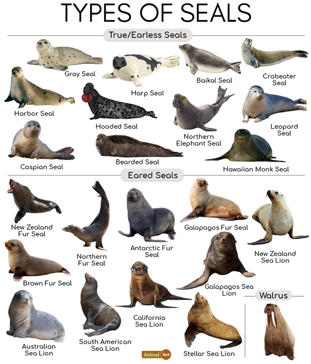 CONSERVATION OF SEALS AND PRESERVATION OF ANCESTRAL TRADITIONS IN ...