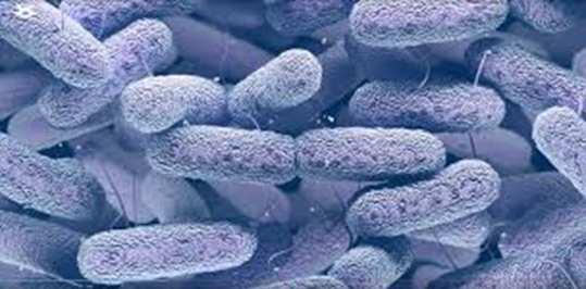 ENTEROBACTER BUGANDENSIS - Lukmaan IAS Current Affairs