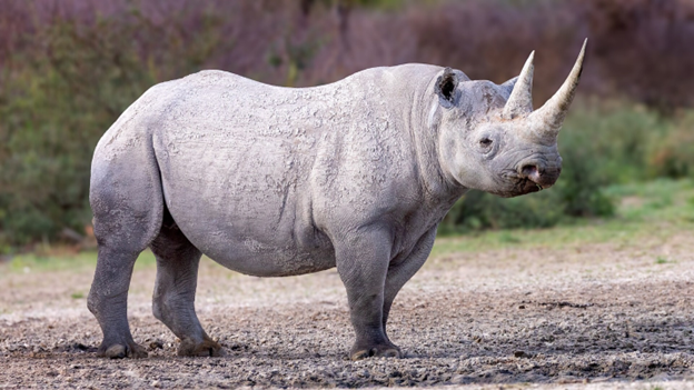 SOUTH AFRICAN SCIENTISTS MAKE RHINO HORNS RADIOACTIVE TO CURB POACHING ...