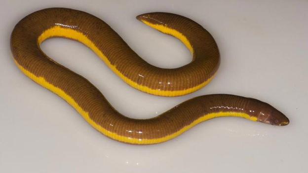 NEW SPECIES OF STRIPED CAECILIAN DISCOVERED - Lukmaan IAS Current Affairs