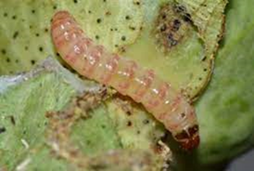 AI TECH TO HELP COTTON FARMERS FIGHT PINK BOLLWORM - Lukmaan IAS ...