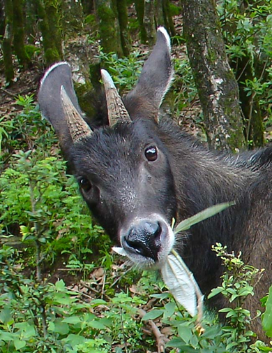 MAINLAND SEROW - Lukmaan IAS Current Affairs